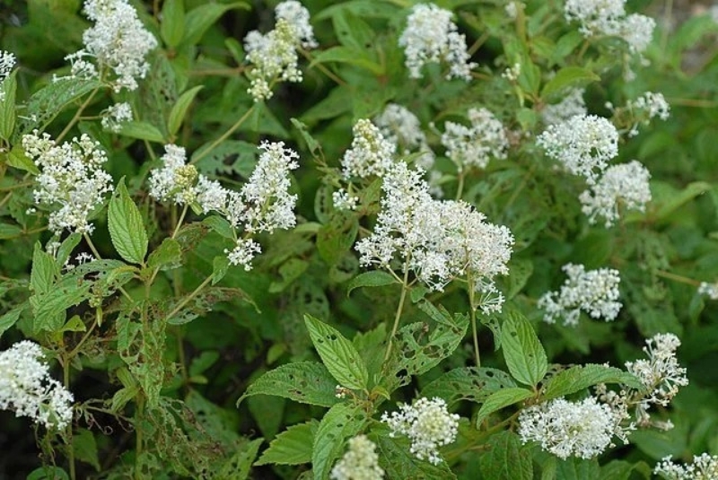 New Jersey Tea - Cenaothus americanus - Big Bluestem Farm