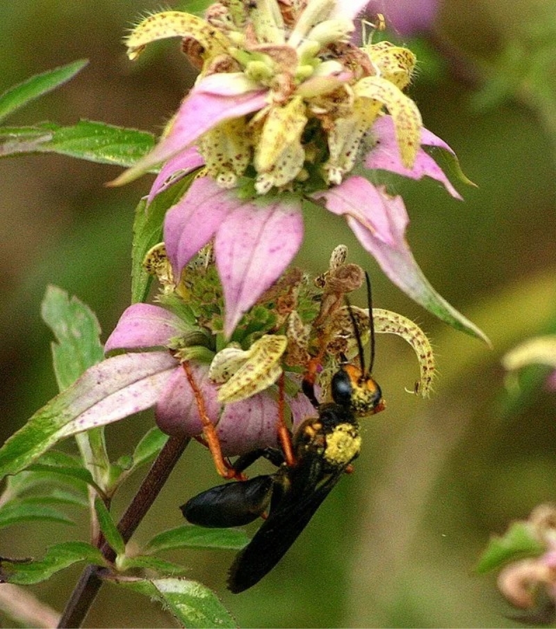 Spotted Bee Balm - Monarda punctata - Big Bluestem Farm