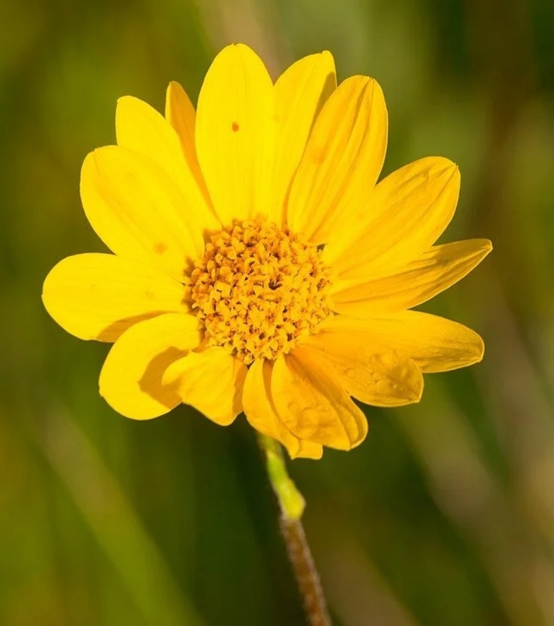 Western Sunflower - Helianthus occidentalis - Big Bluestem Farm
